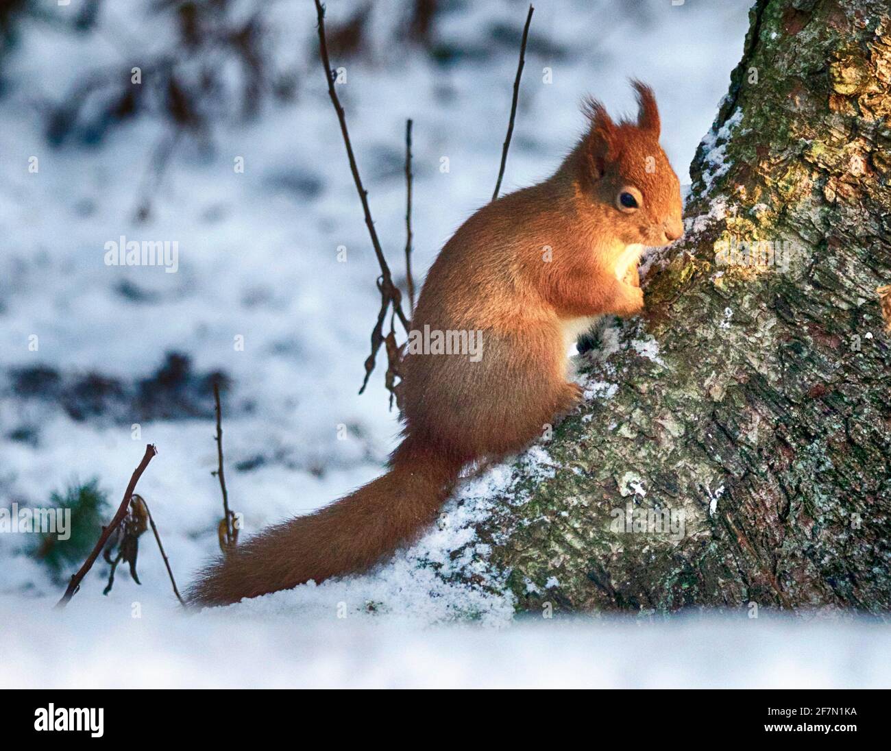 Red Squirrels, Scotland Stock Photo - Alamy