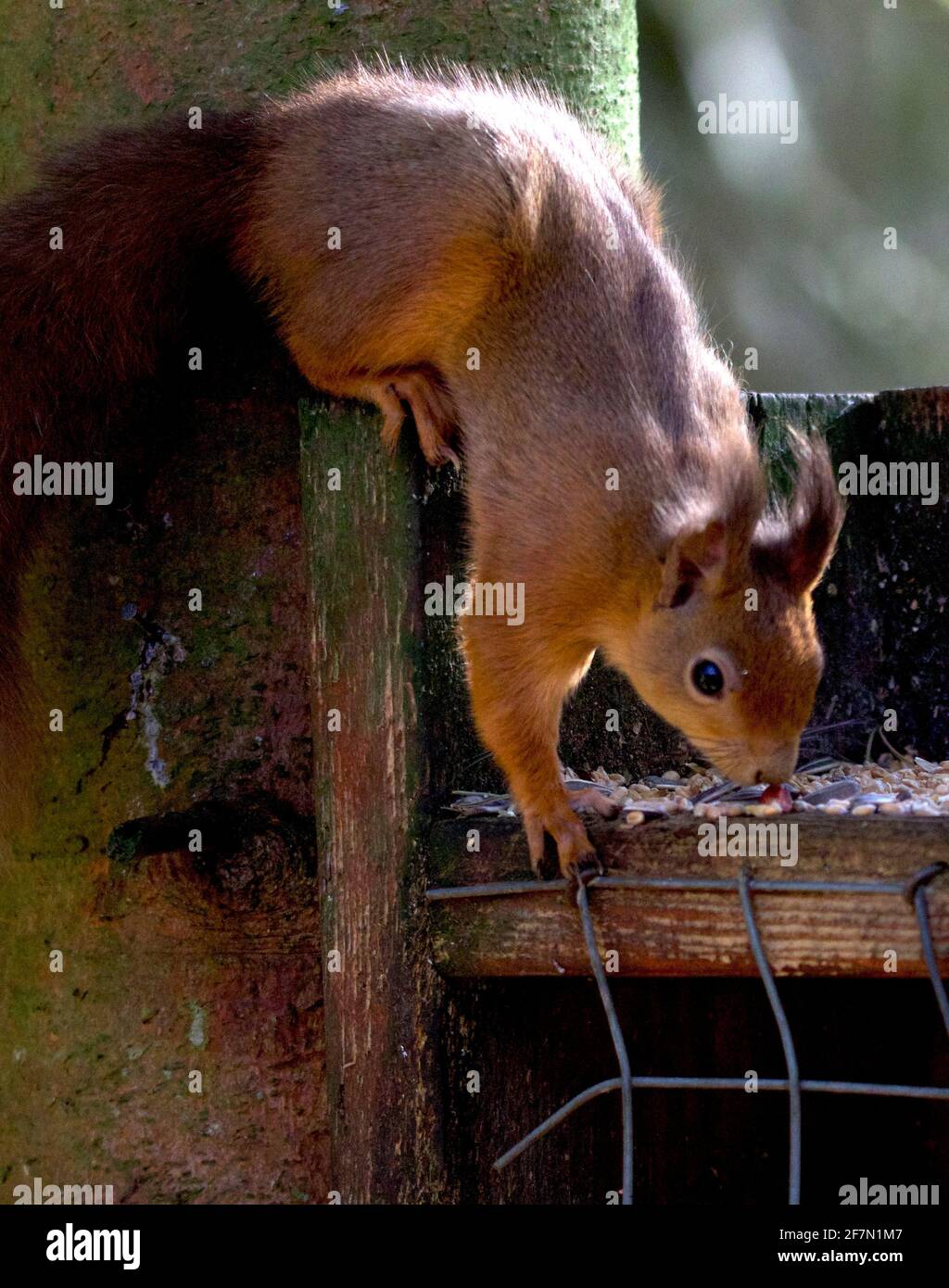 Red Squirrels, Scotland Stock Photo - Alamy
