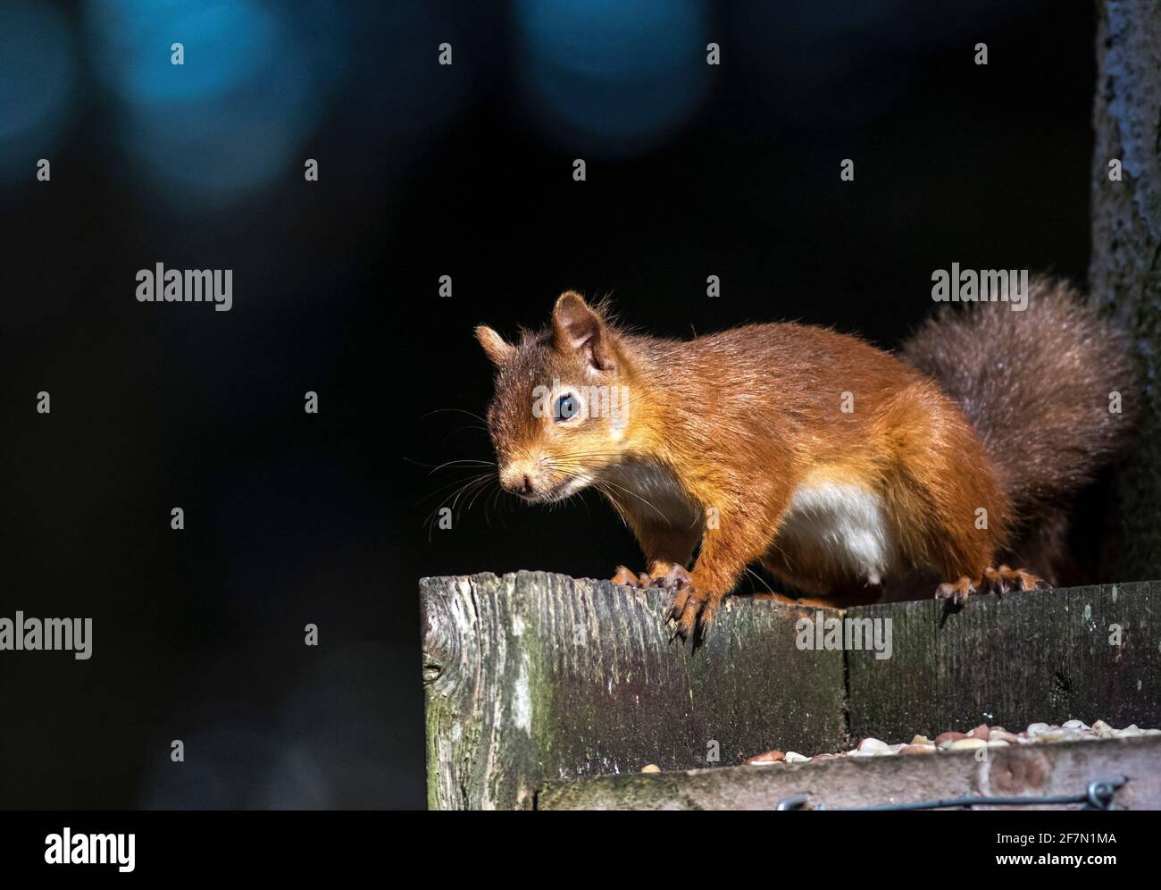 Red Squirrels, Scotland Stock Photo - Alamy
