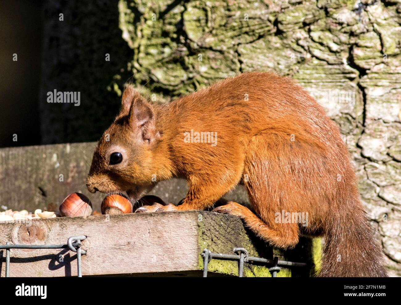Red Squirrels, Scotland Stock Photo - Alamy