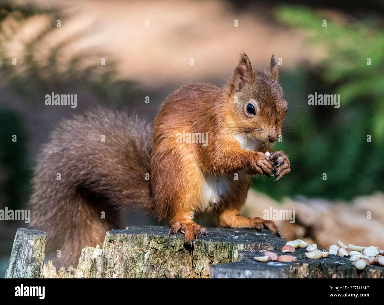 Eurasian red squirrel winter nest hi-res stock photography and images ...