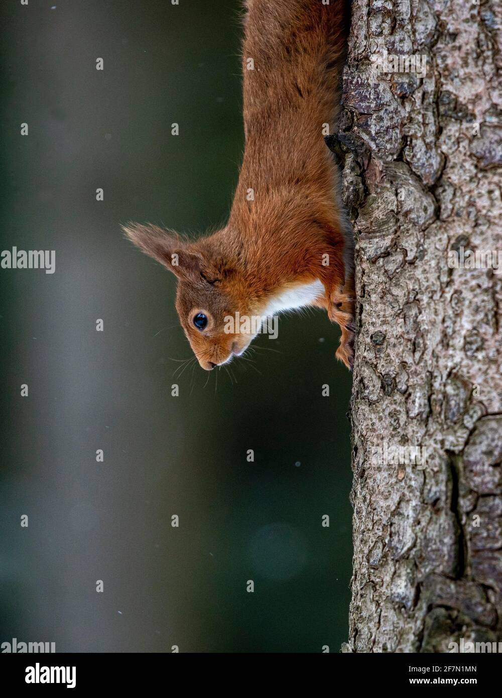 Eurasian red squirrel winter nest hi-res stock photography and images ...