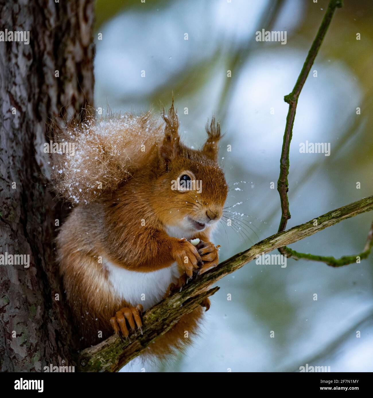 Eurasian red squirrel winter drey hi-res stock photography and images ...