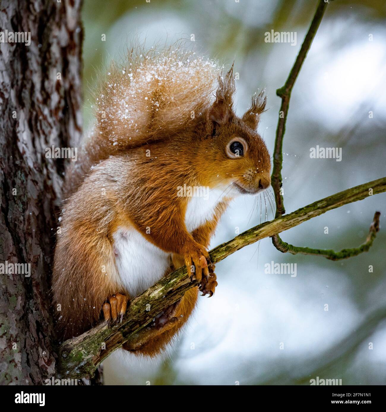 Drey Squirrel High Resolution Stock Photography and Images - Alamy