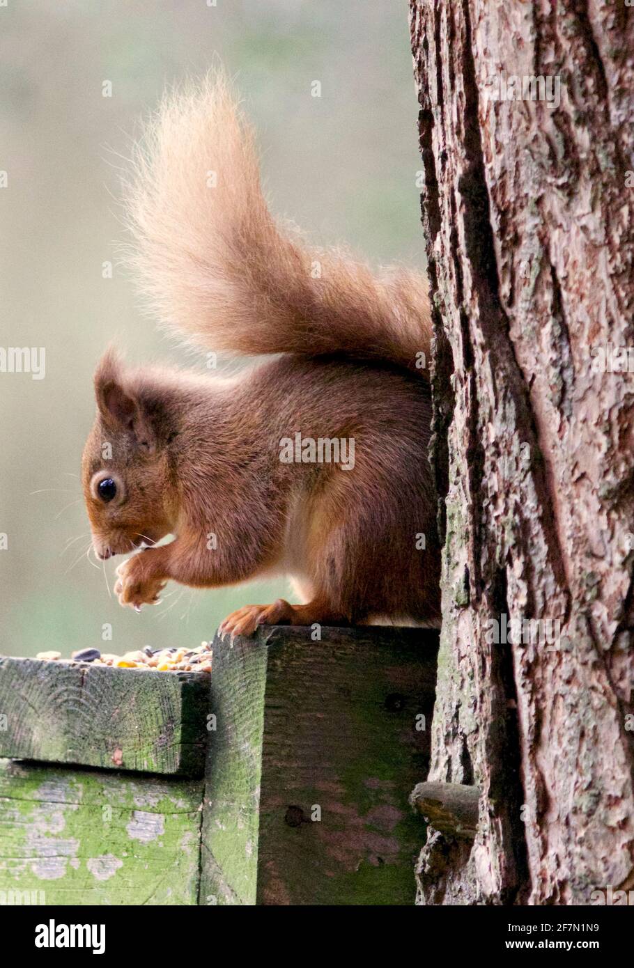 Red Squirrels, Scotland Stock Photo - Alamy