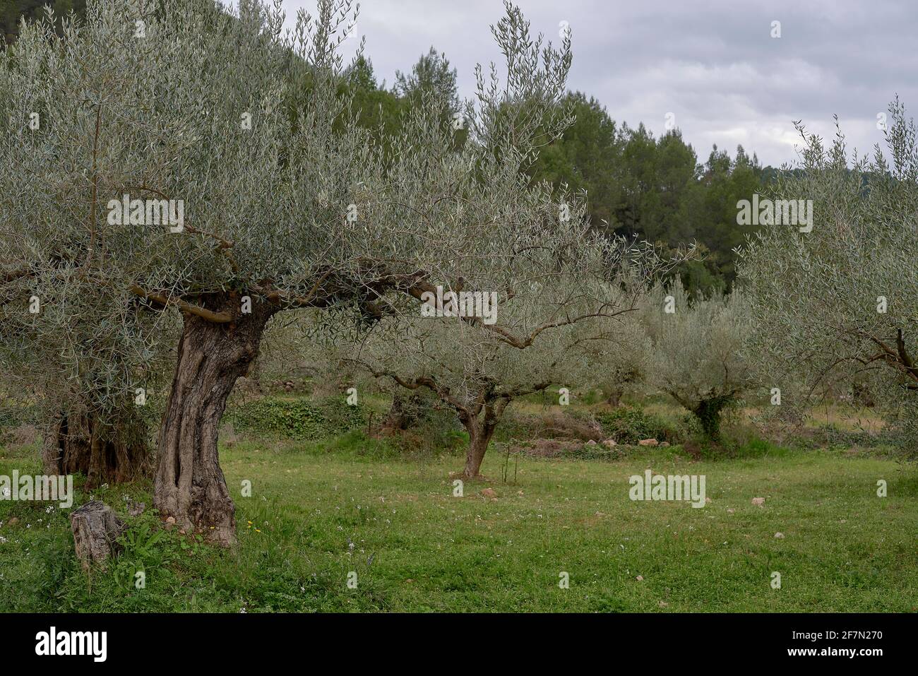 A field of olive trees in springtime, cloudy sky, grass, cultivated ...