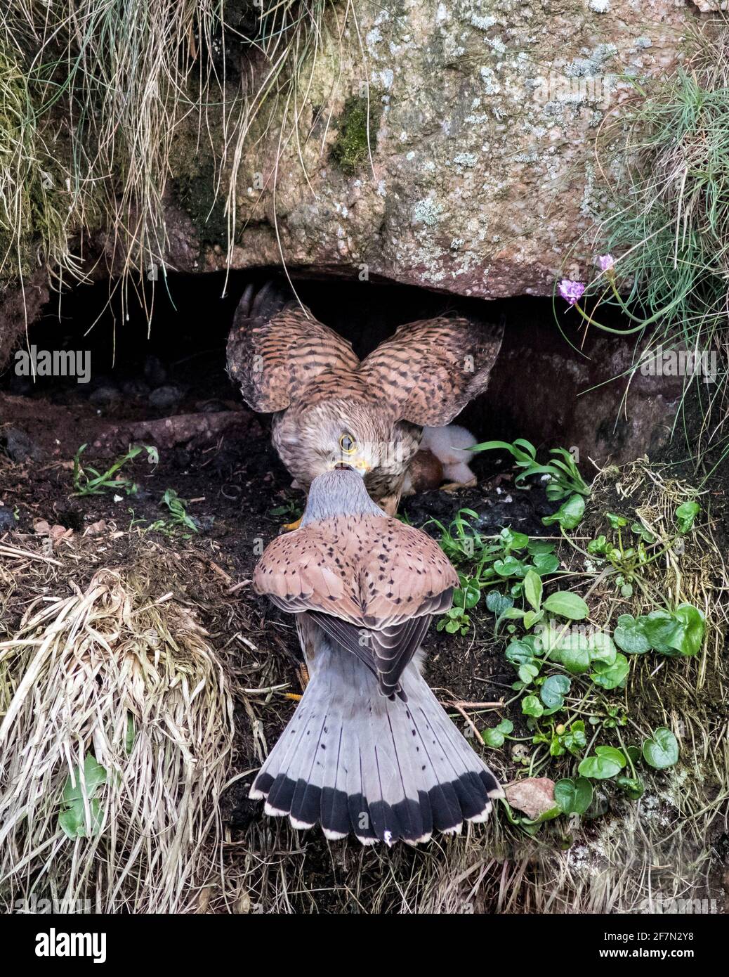 Cliff - nesting Kestrels, Scotland Stock Photo - Alamy