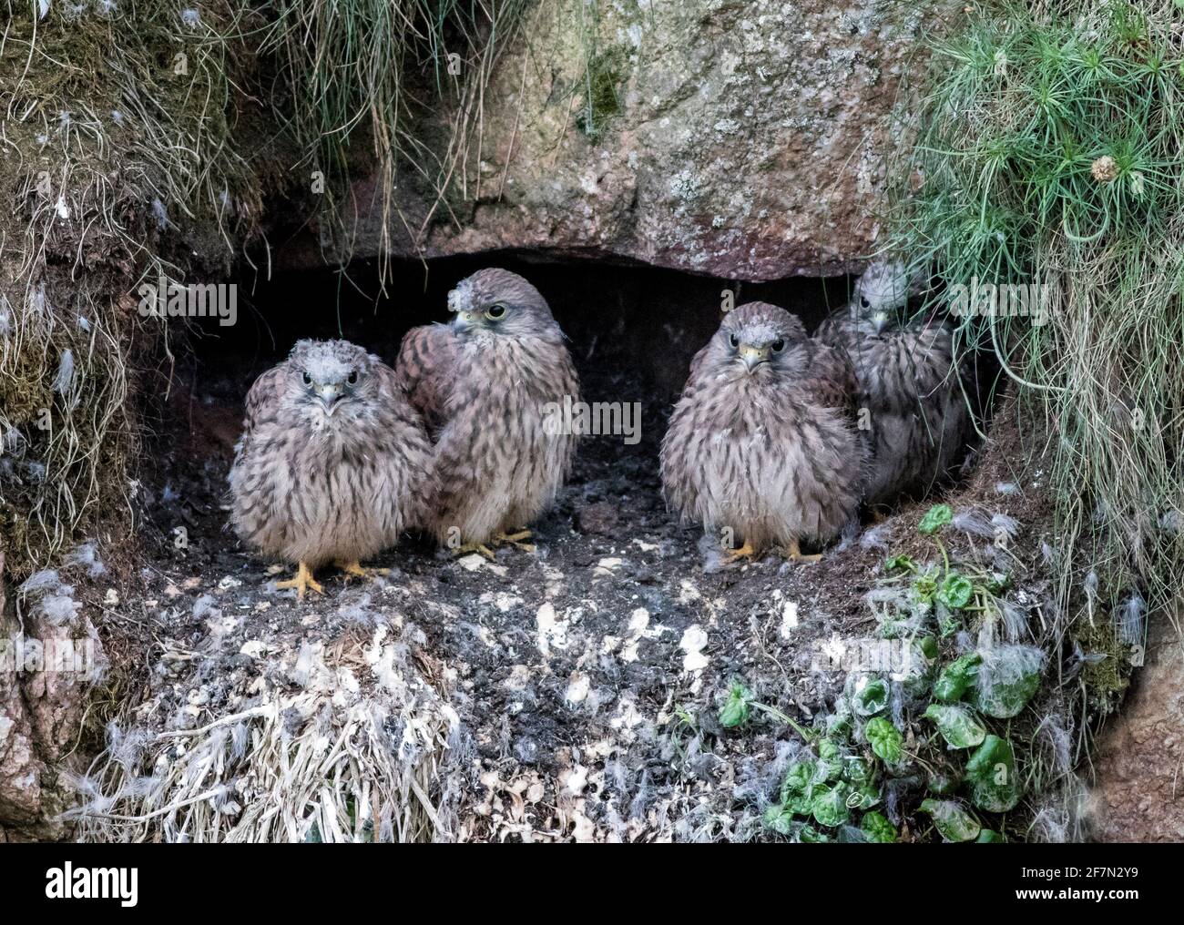Mating kestrels falco tinnunculus hi-res stock photography and images ...