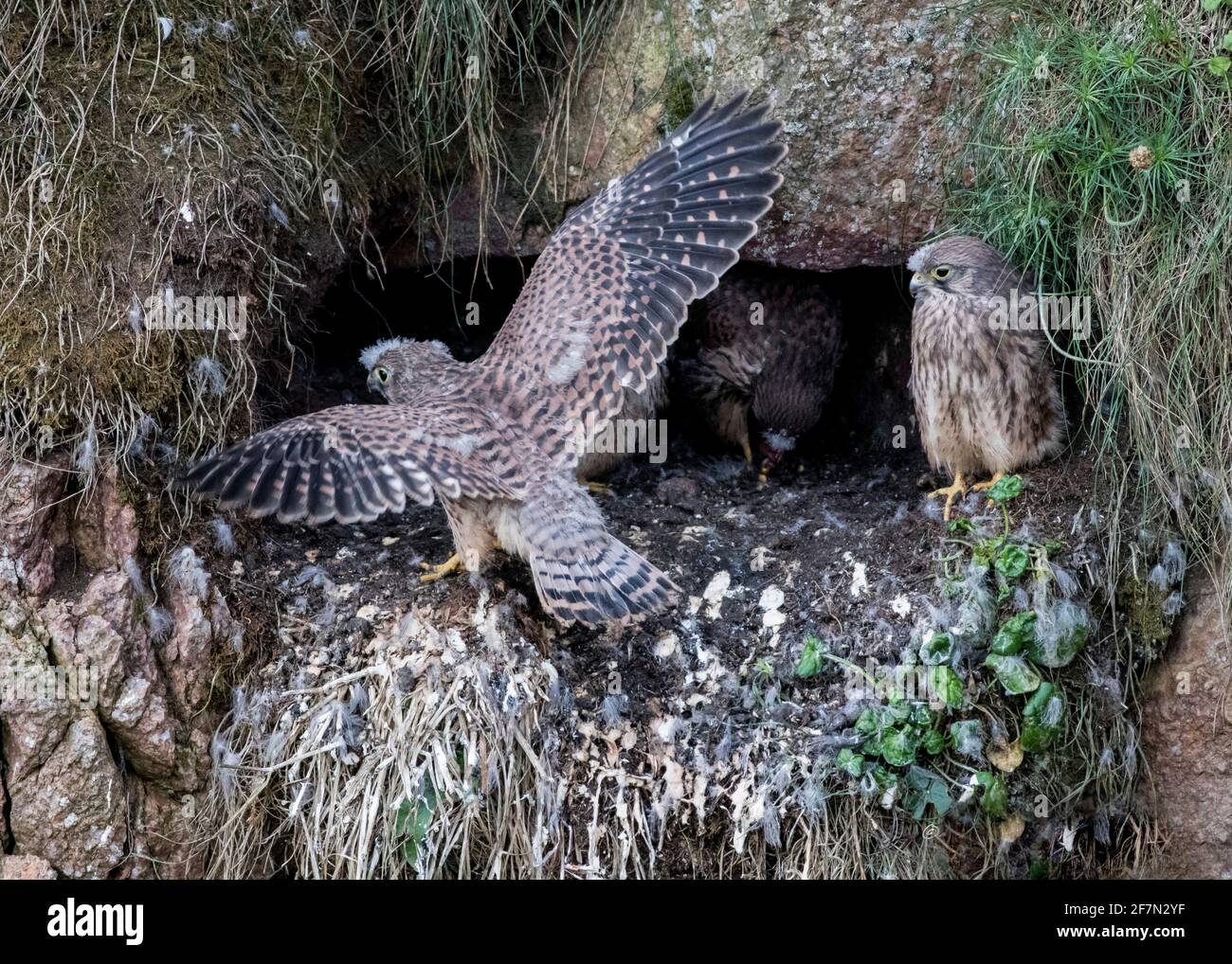 Seacliffs High Resolution Stock Photography and Images - Alamy