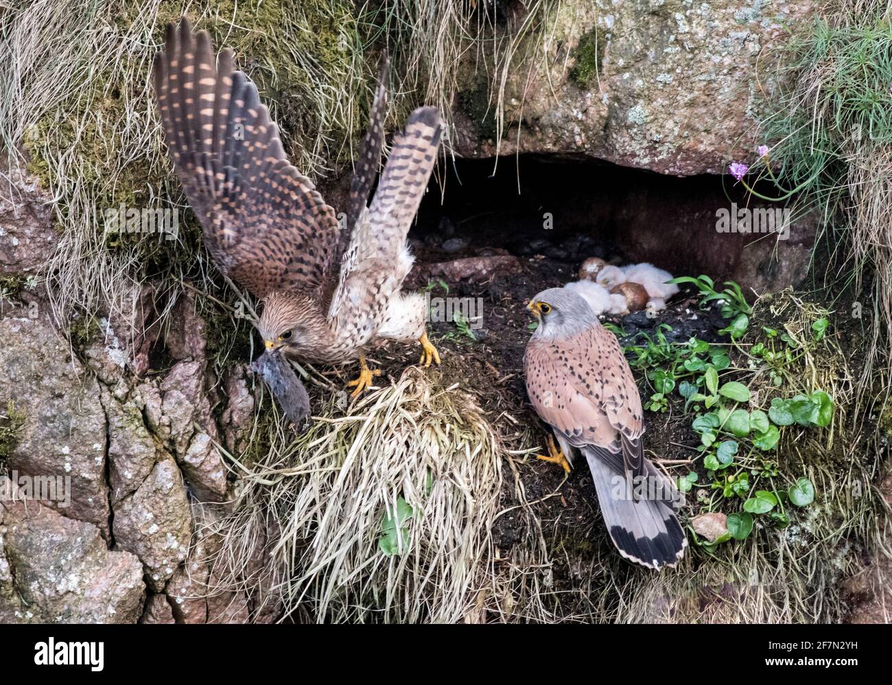 Cliff - nesting Kestrels, Scotland Stock Photo - Alamy
