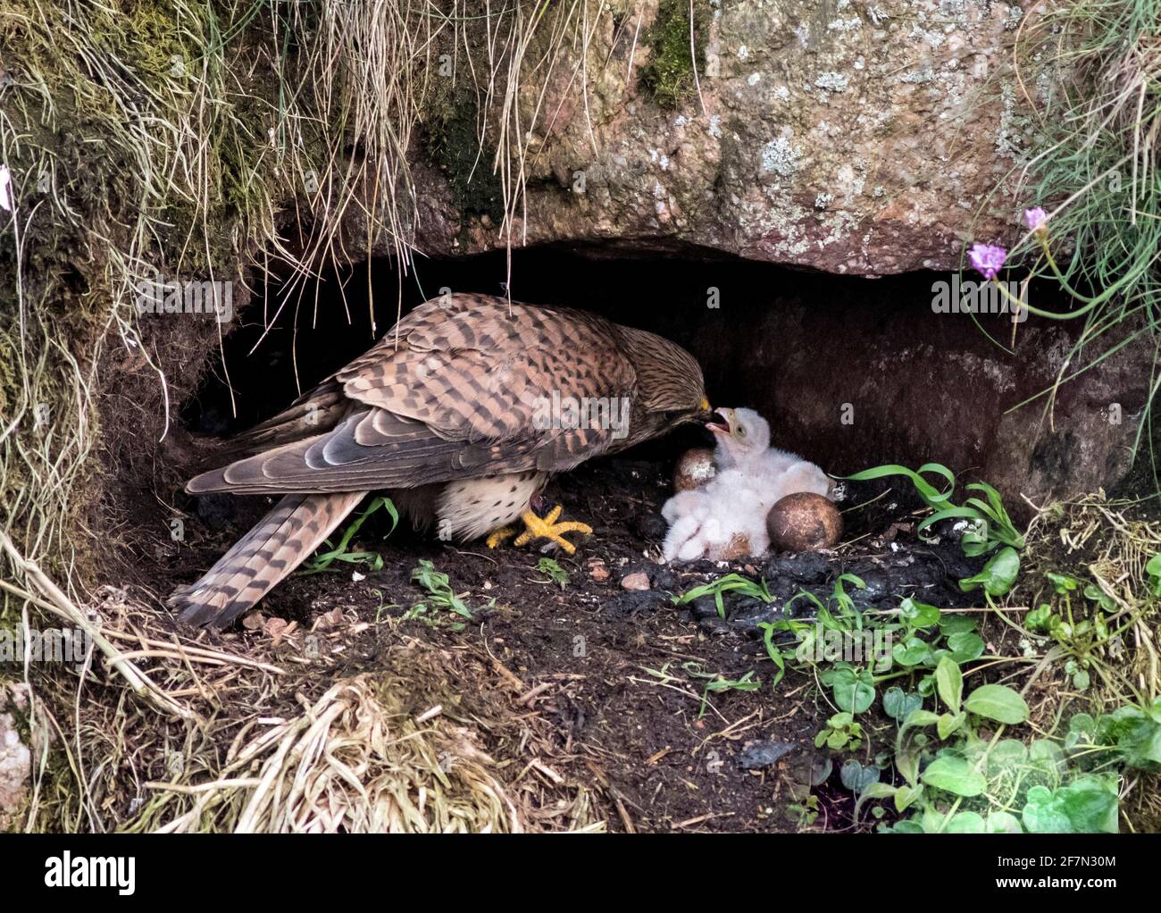 Cliff - nesting Kestrels, Scotland Stock Photo - Alamy