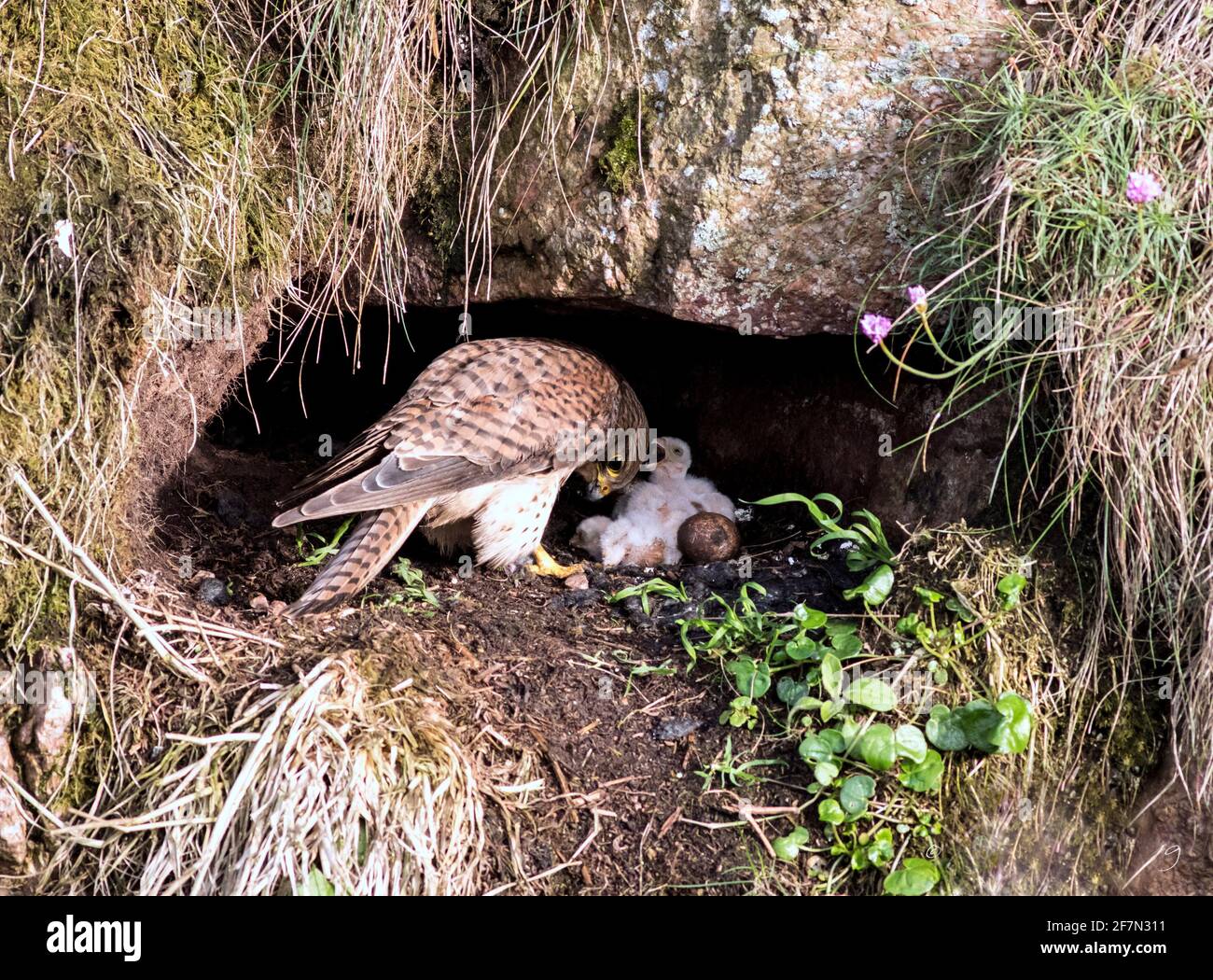 Cliff - nesting Kestrels, Scotland Stock Photo - Alamy