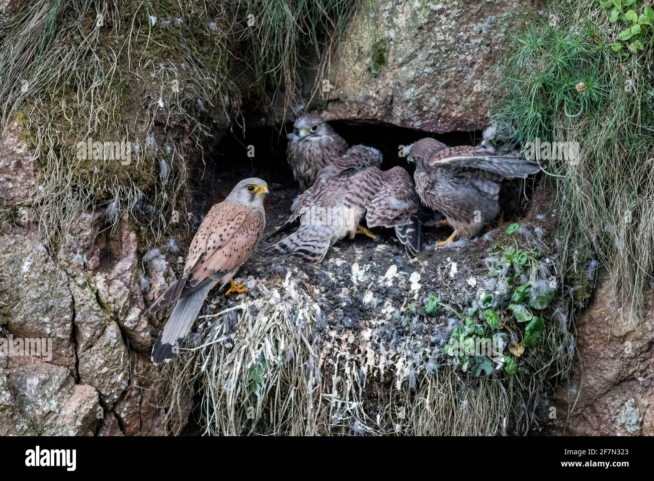 Baby Kestrels High Resolution Stock Photography and Images - Alamy