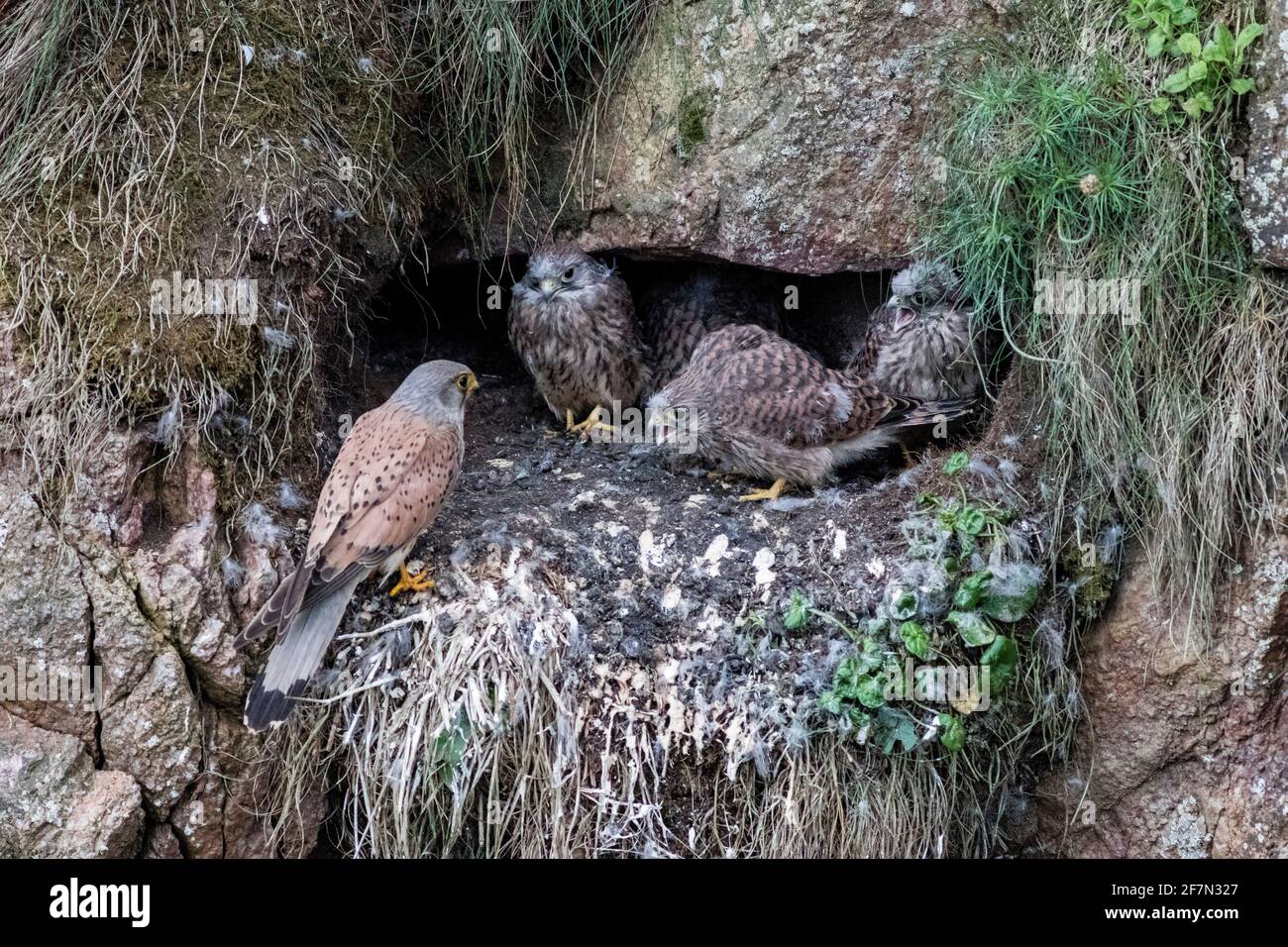 Cliff - nesting Kestrels, Scotland Stock Photo - Alamy