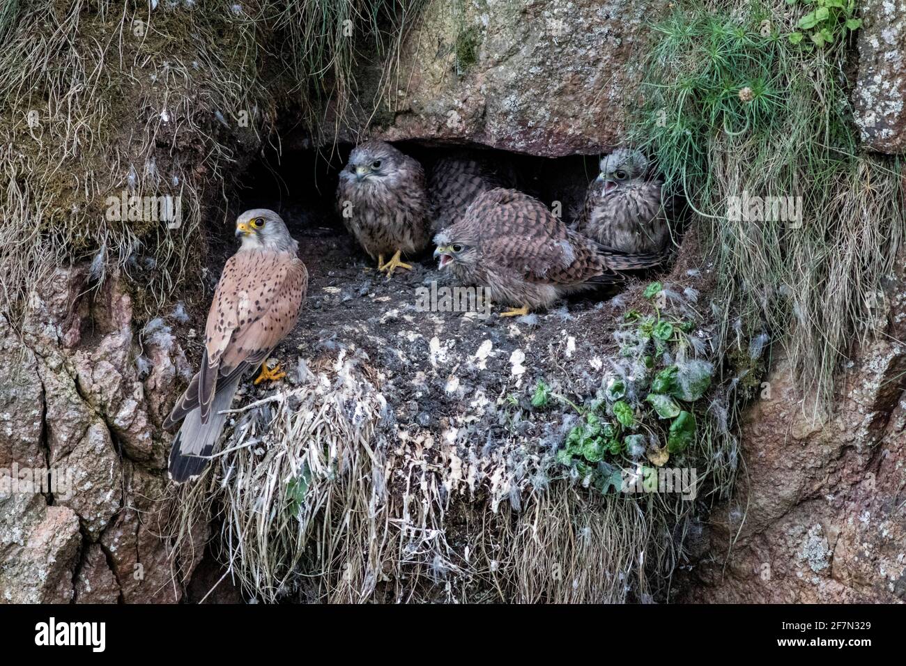 Cliff - nesting Kestrels, Scotland Stock Photo - Alamy