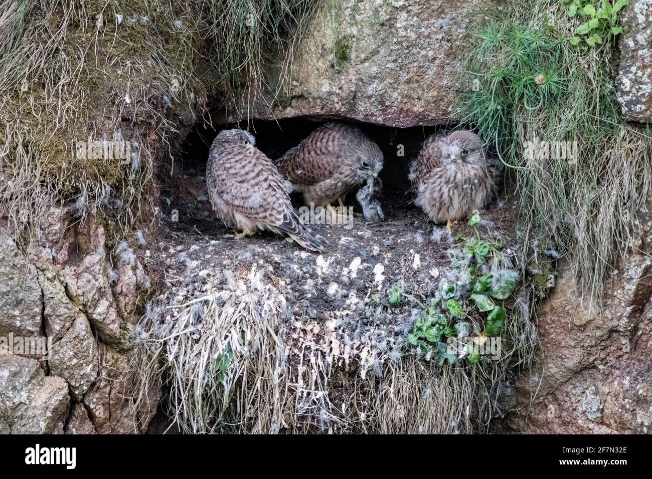 Cliff - nesting Kestrels, Scotland Stock Photo - Alamy