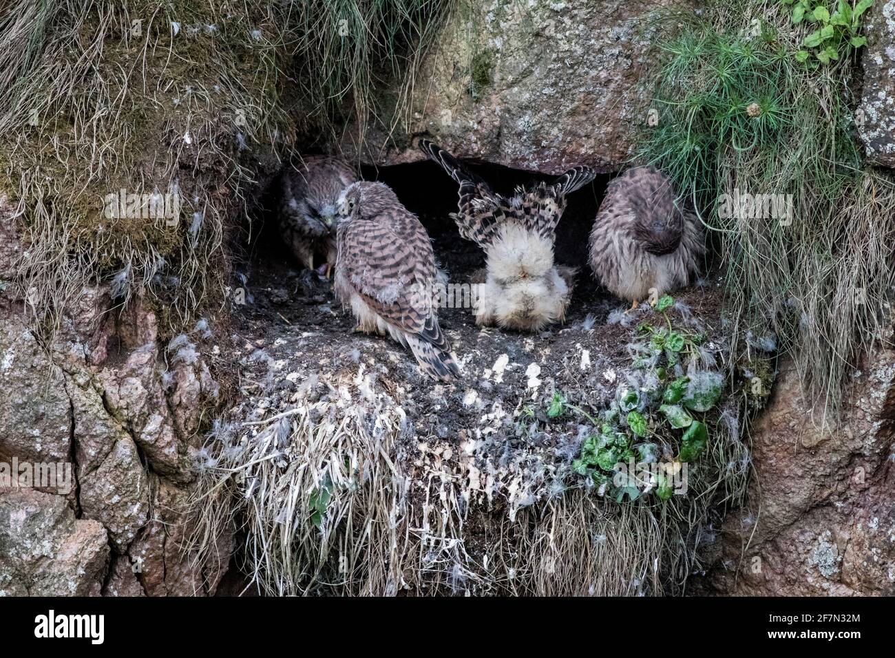 Cliff - nesting Kestrels, Scotland Stock Photo - Alamy