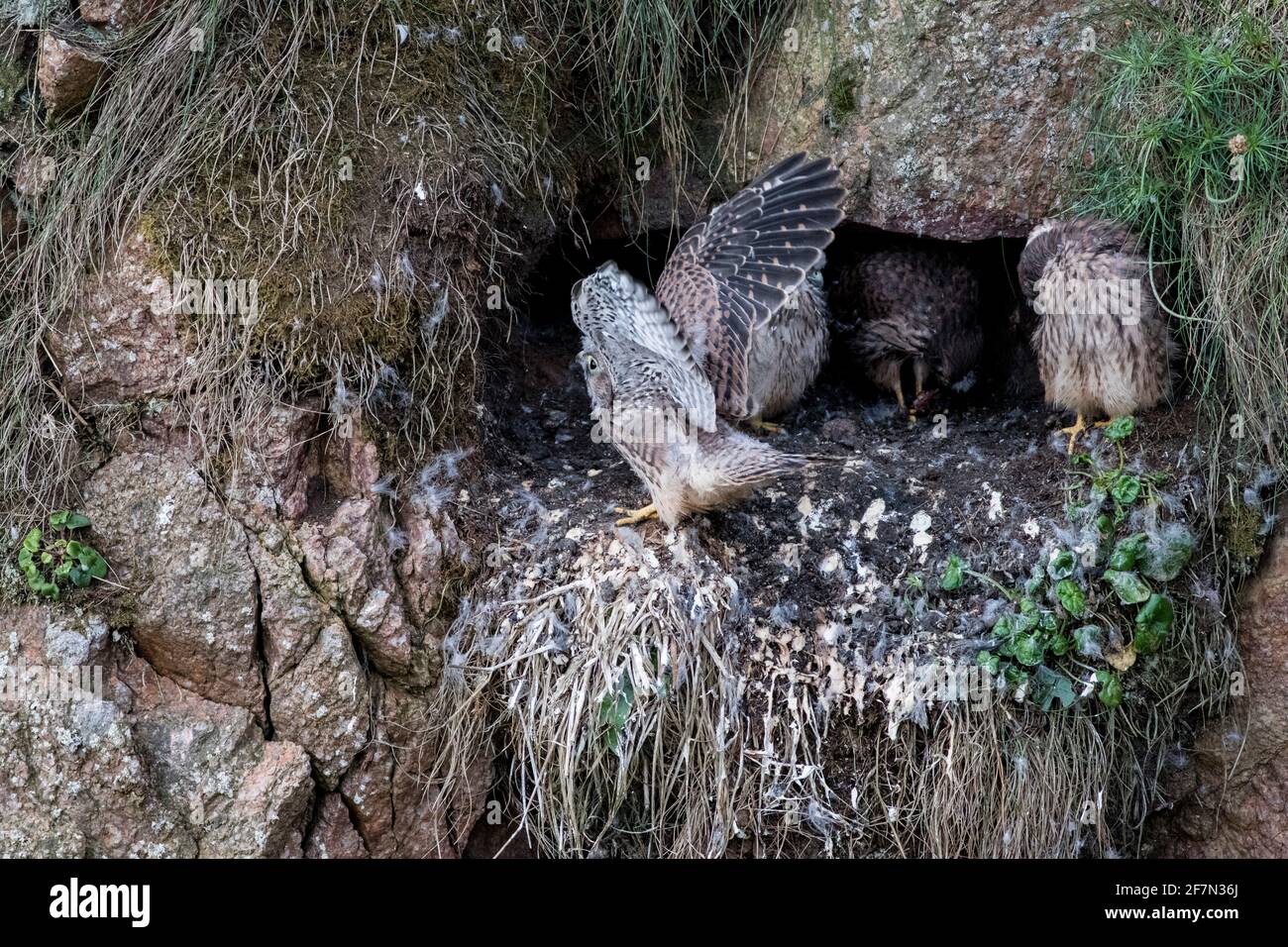 Cliff - nesting Kestrels, Scotland Stock Photo - Alamy