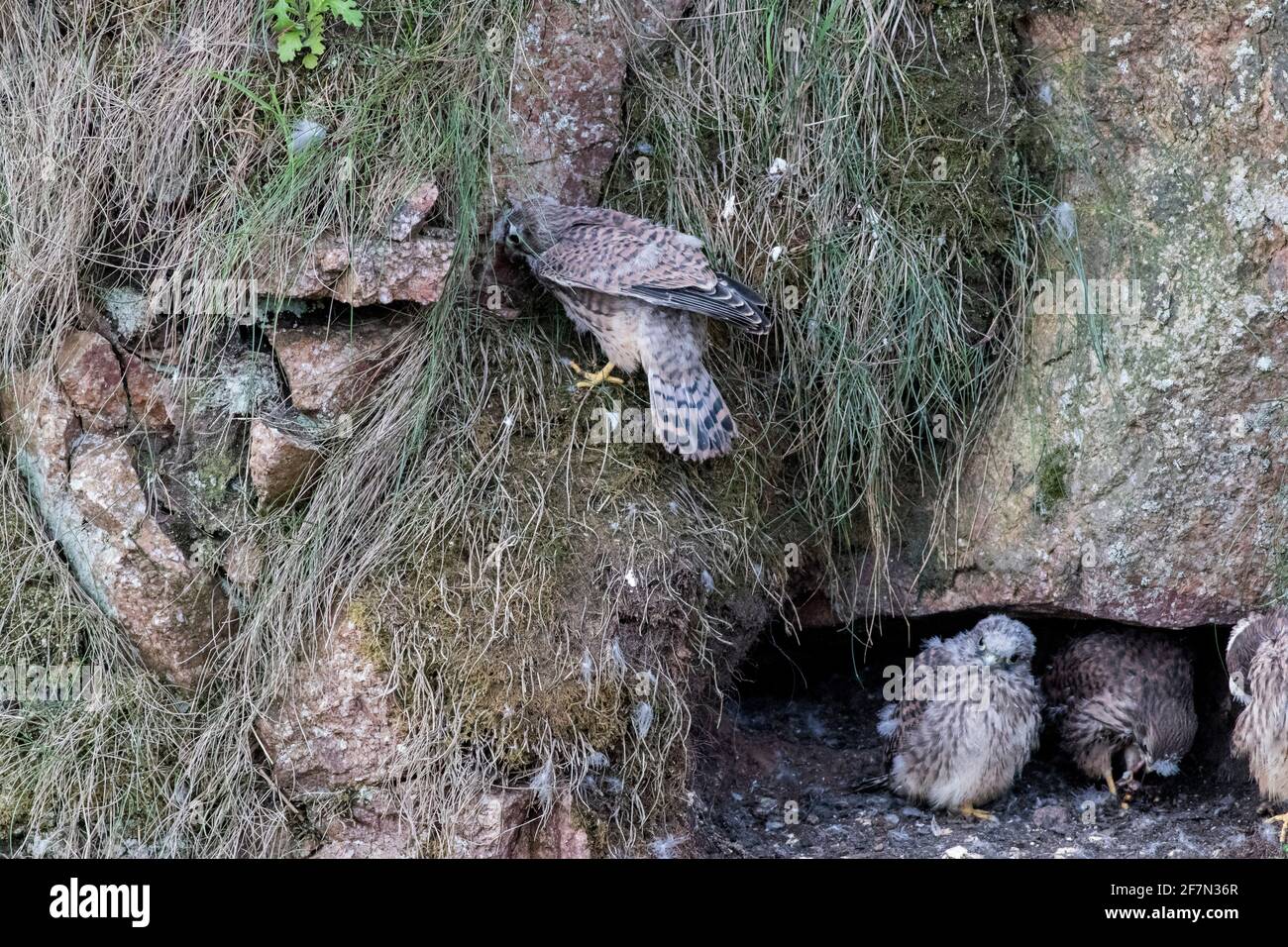 Cliff - nesting Kestrels, Scotland Stock Photo - Alamy