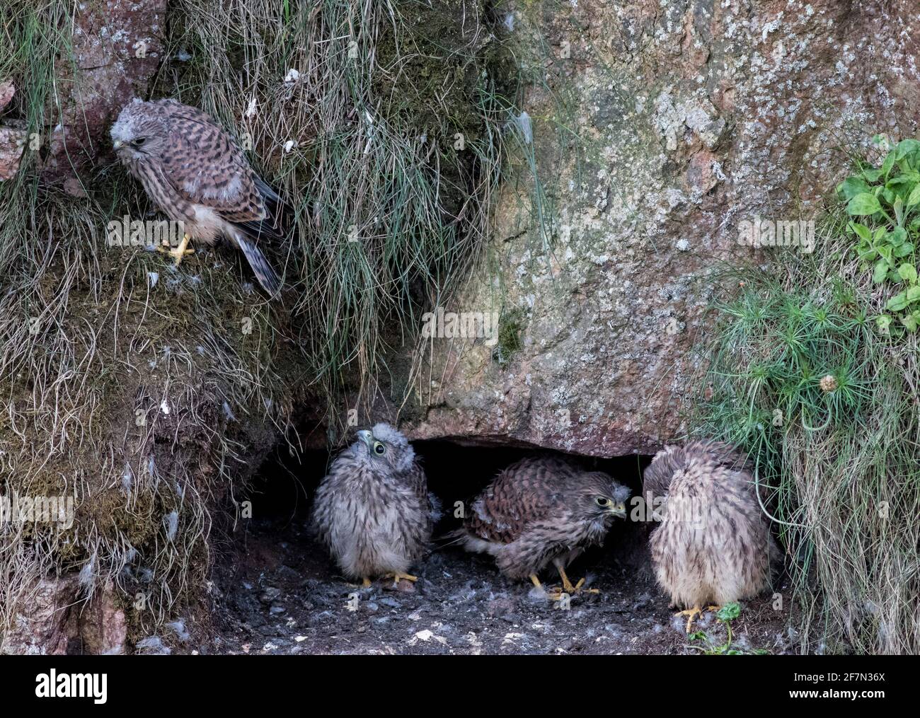 Cliff - nesting Kestrels, Scotland Stock Photo - Alamy