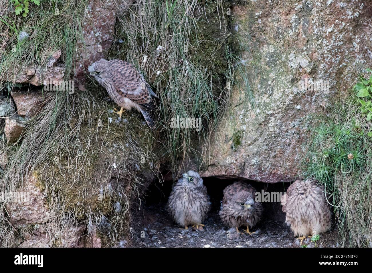 Kestrel fledging hi-res stock photography and images - Alamy