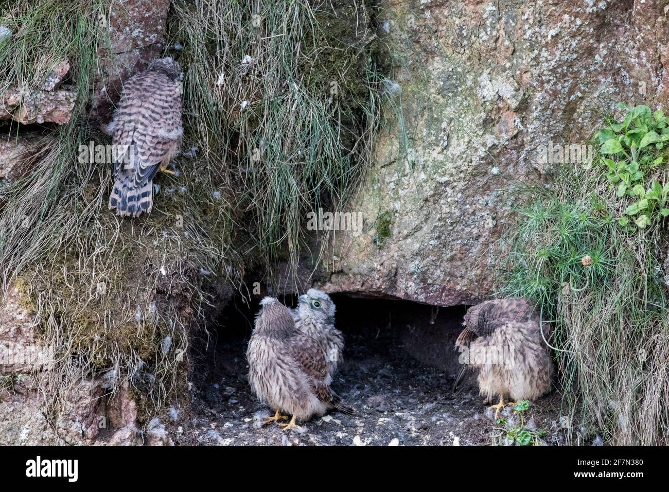 Cliff - nesting Kestrels, Scotland Stock Photo - Alamy