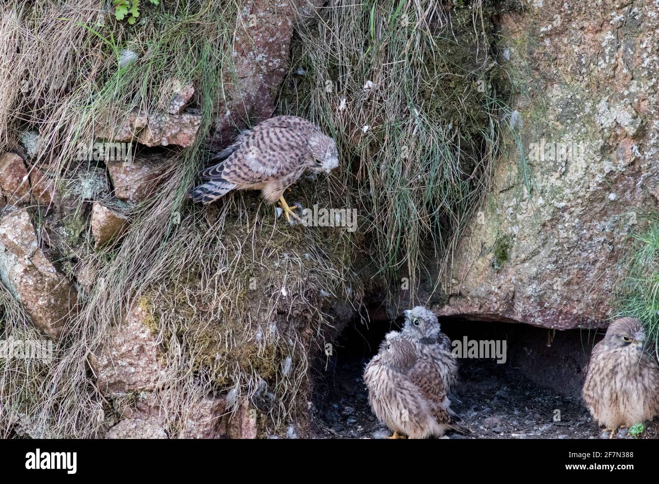 Cliff - nesting Kestrels, Scotland Stock Photo - Alamy