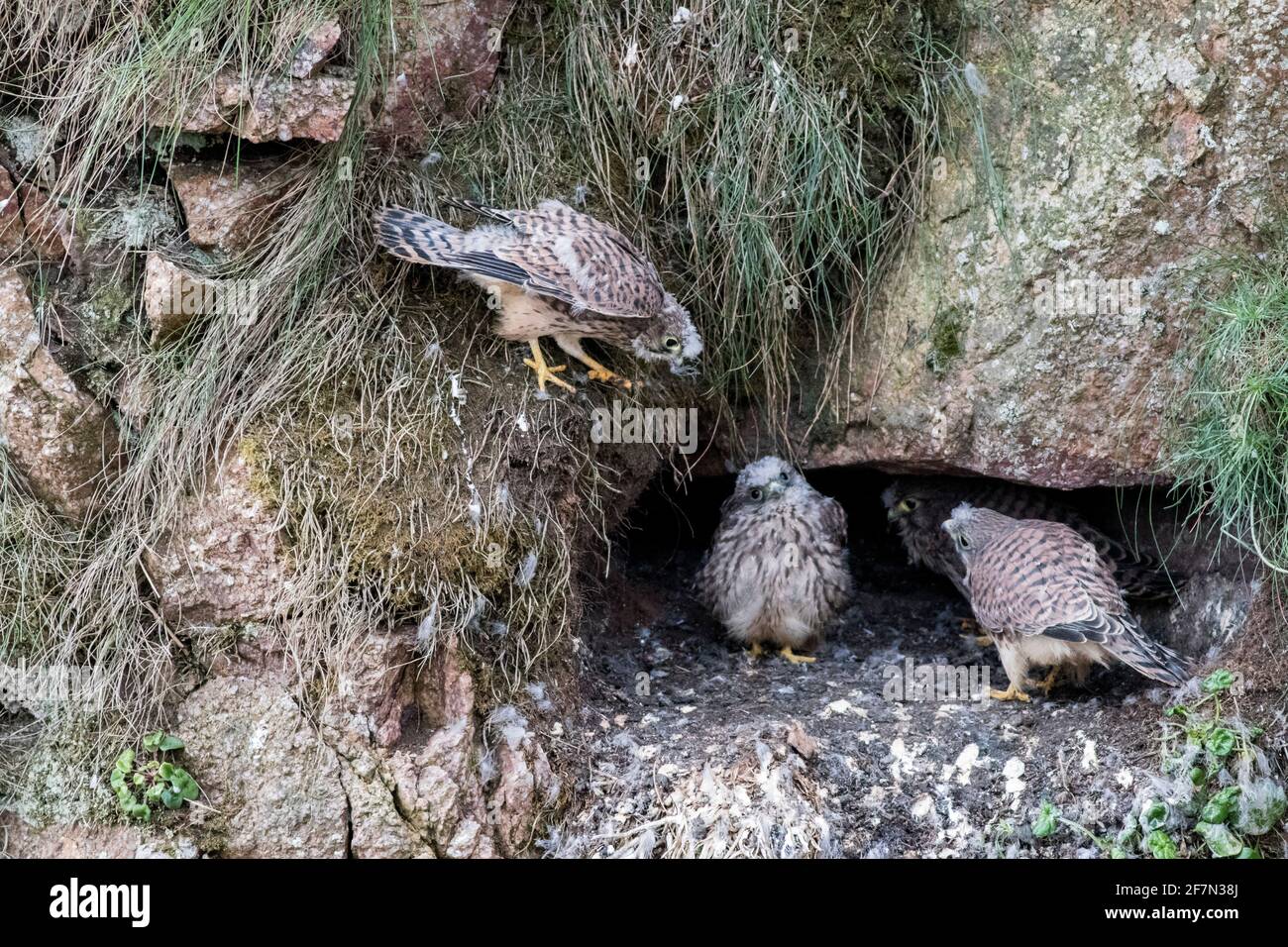 Baby kestrels hi-res stock photography and images - Alamy
