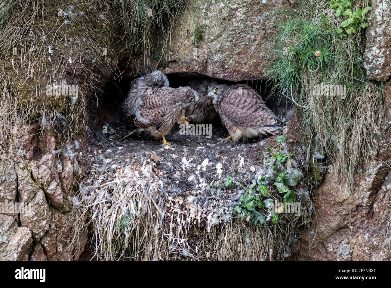 Baby Kestrels High Resolution Stock Photography and Images - Alamy