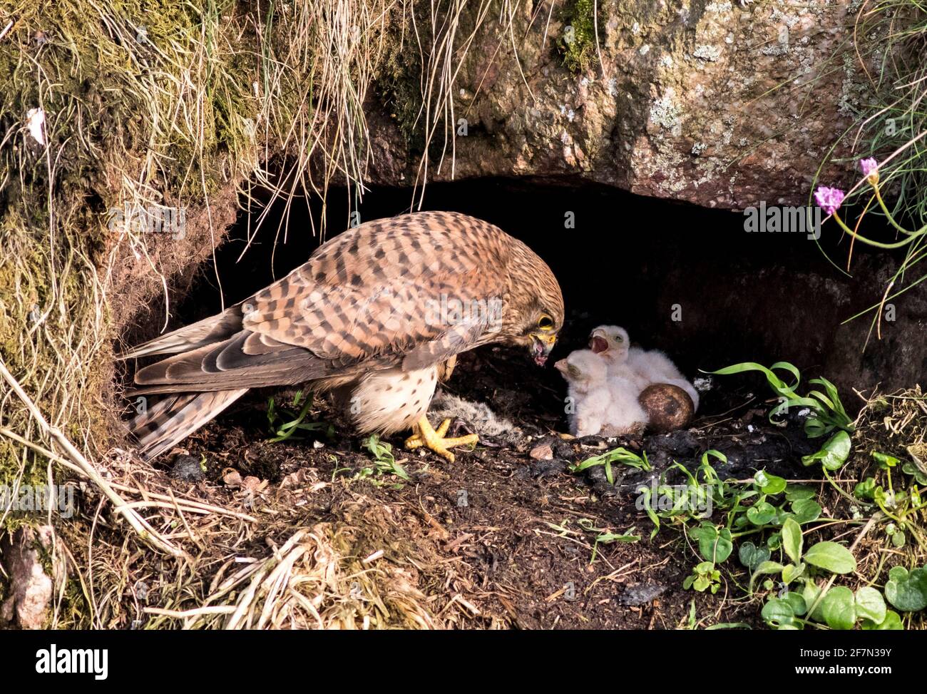 Cliff - nesting Kestrels, Scotland Stock Photo - Alamy