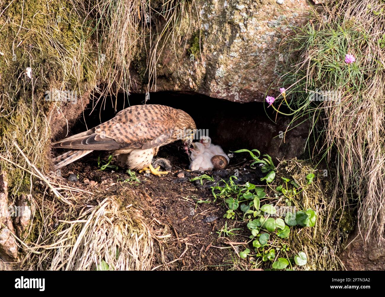 Cliff - nesting Kestrels, Scotland Stock Photo - Alamy