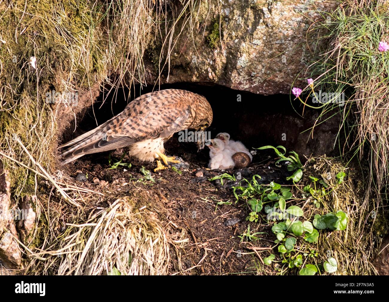 Cliff - nesting Kestrels, Scotland Stock Photo - Alamy