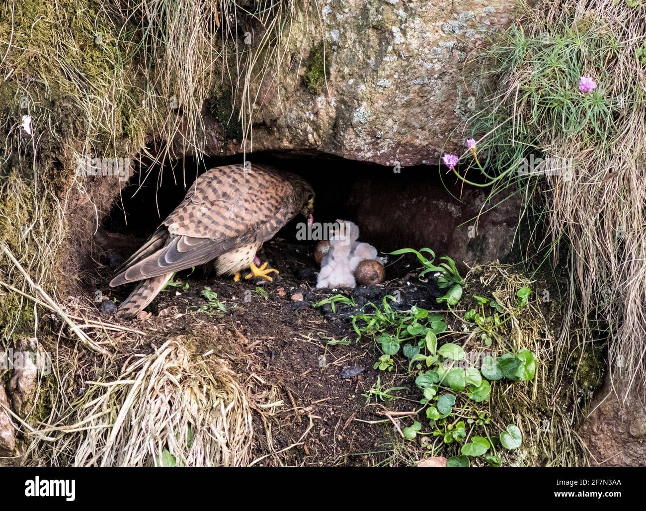 Kestrel fledging hi-res stock photography and images - Alamy