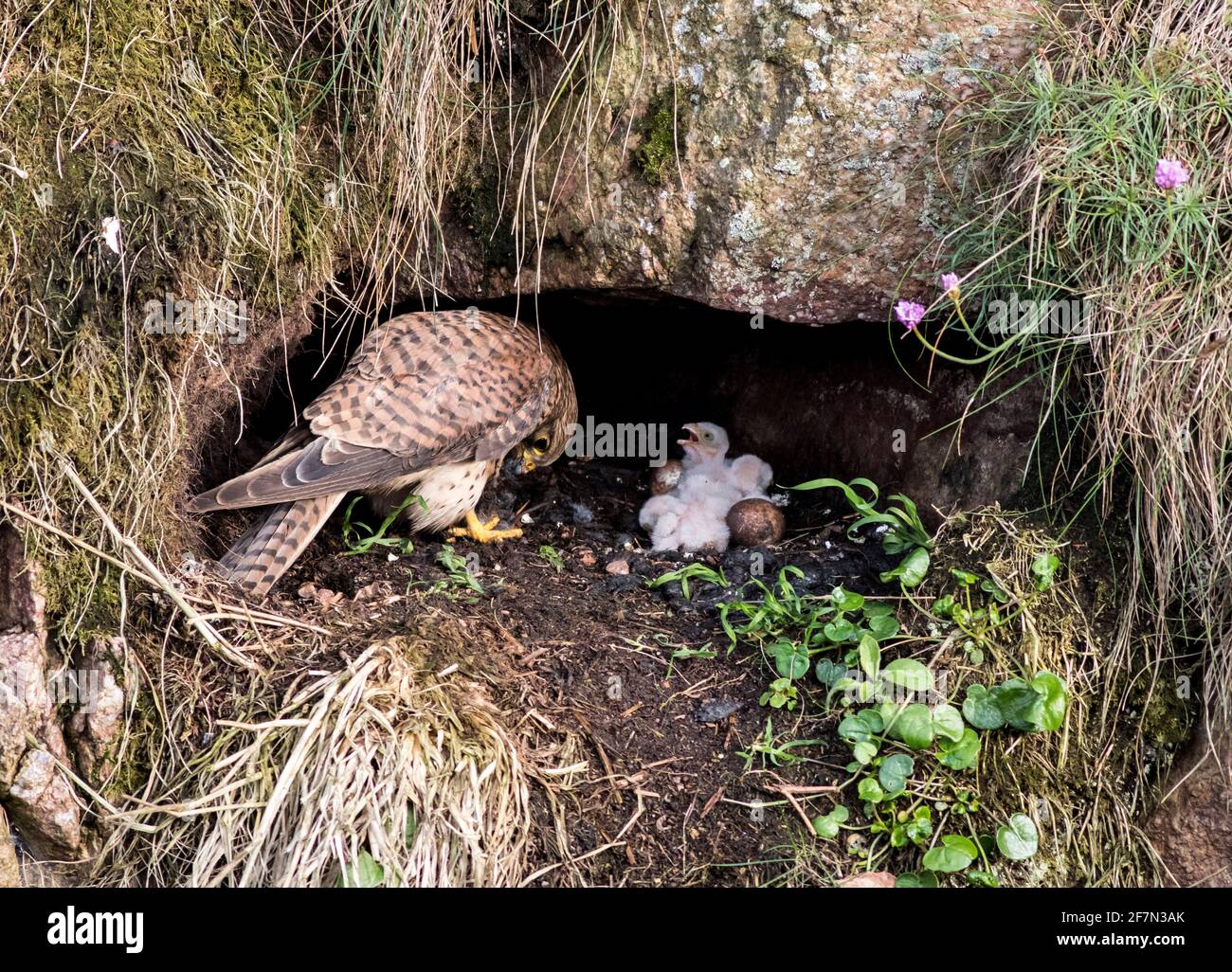 Mating kestrels falco tinnunculus hi-res stock photography and images ...