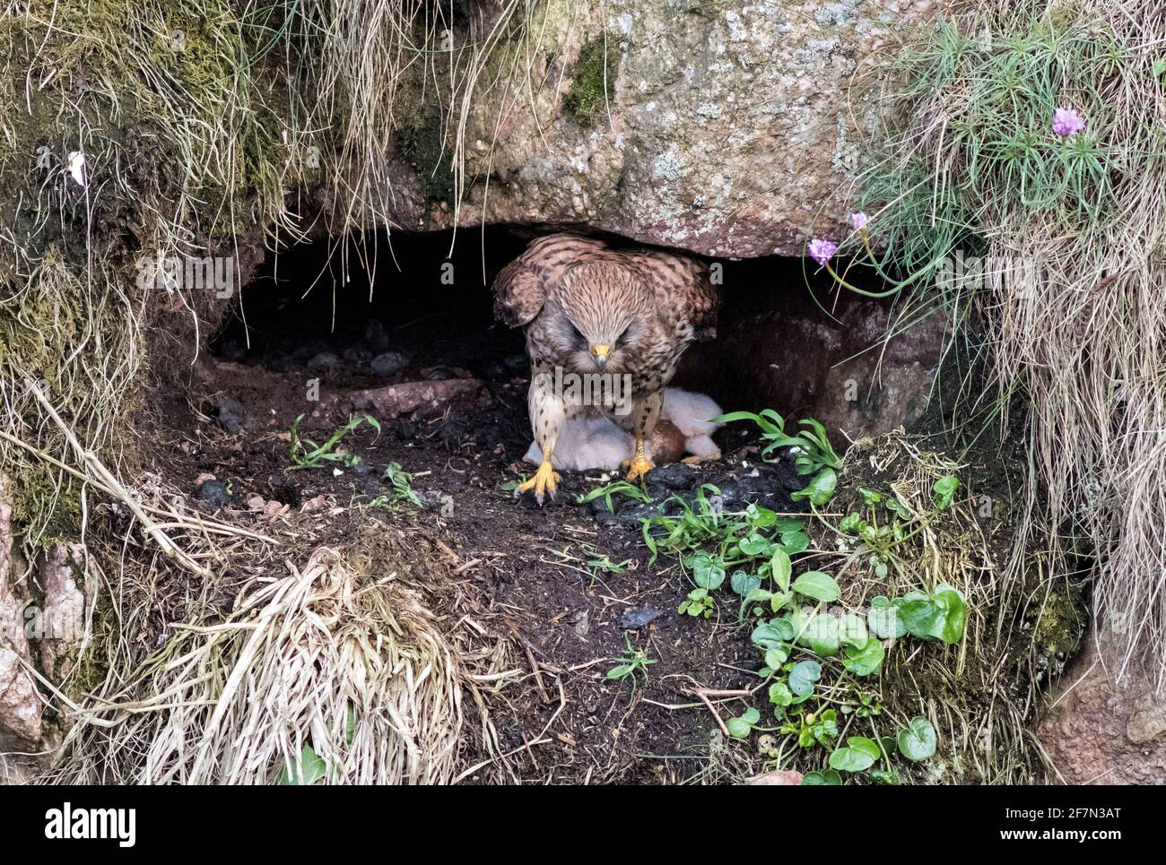 Cliff - nesting Kestrels, Scotland Stock Photo - Alamy