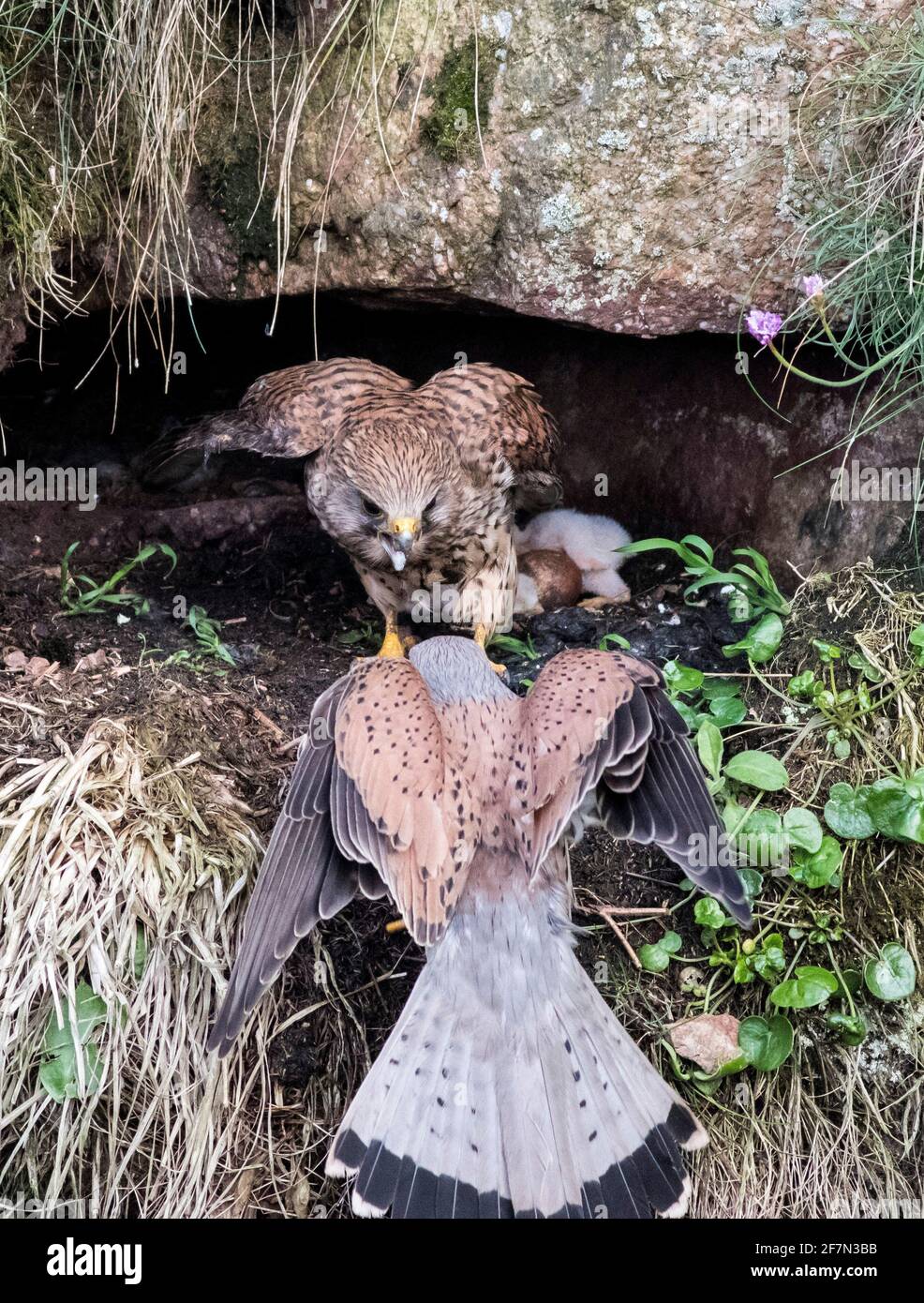 Cliff - nesting Kestrels, Scotland Stock Photo - Alamy