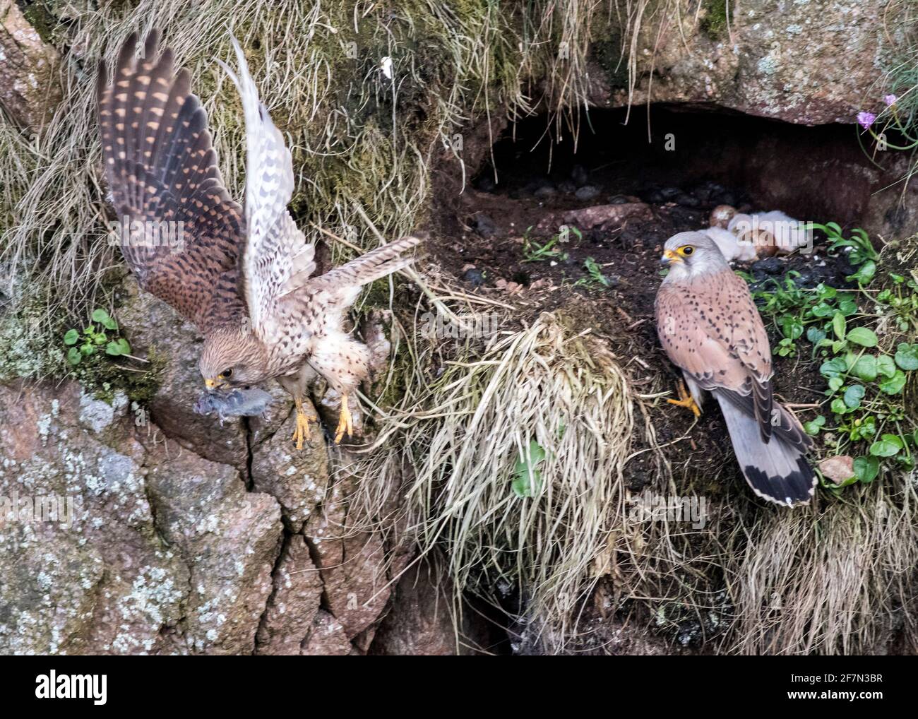 Cliff - nesting Kestrels, Scotland Stock Photo - Alamy
