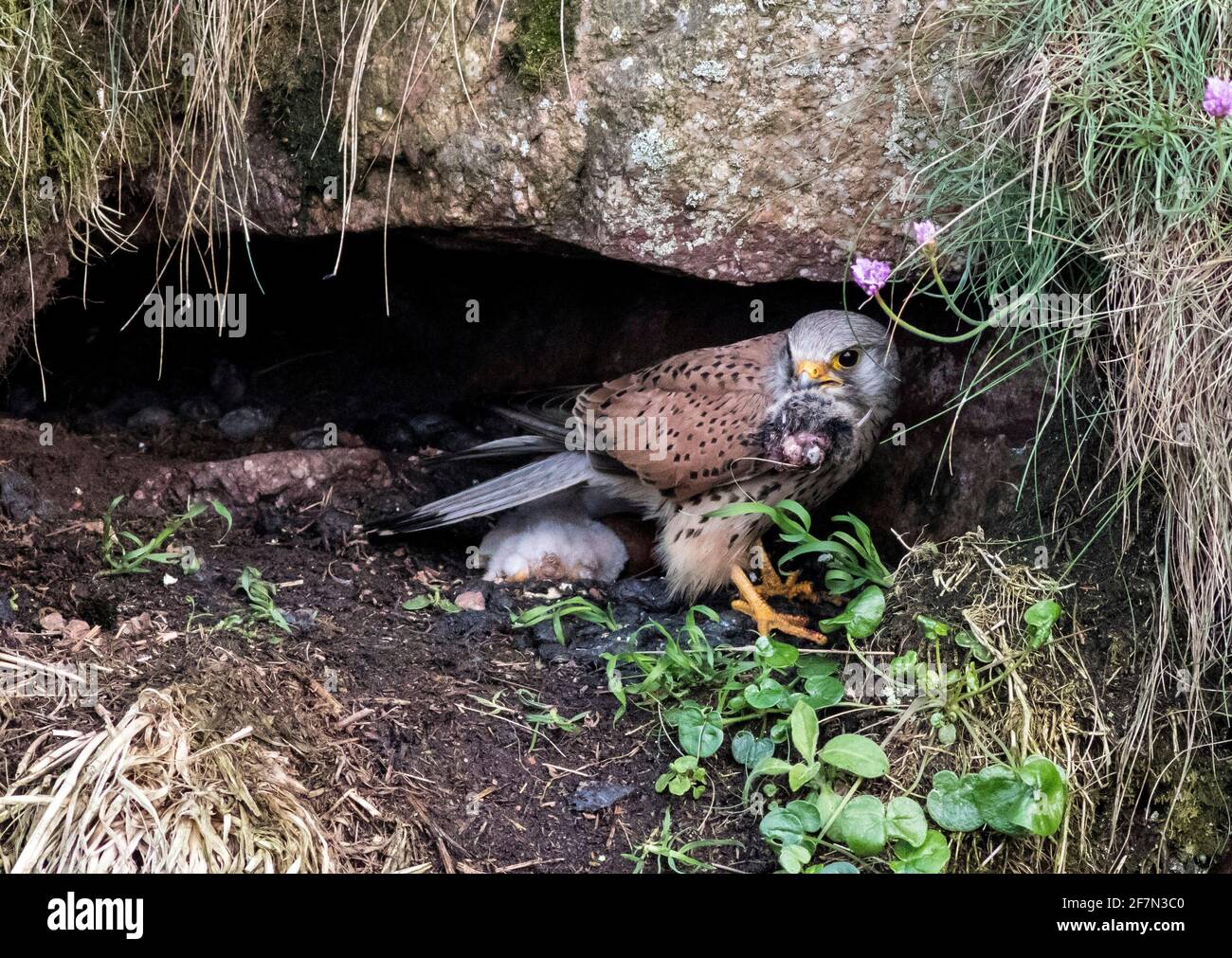 Cliff - nesting Kestrels, Scotland Stock Photo - Alamy