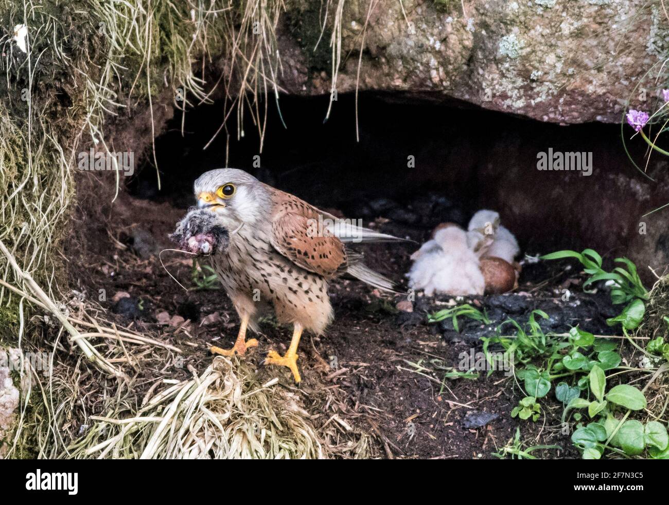 Cliff - nesting Kestrels, Scotland Stock Photo - Alamy