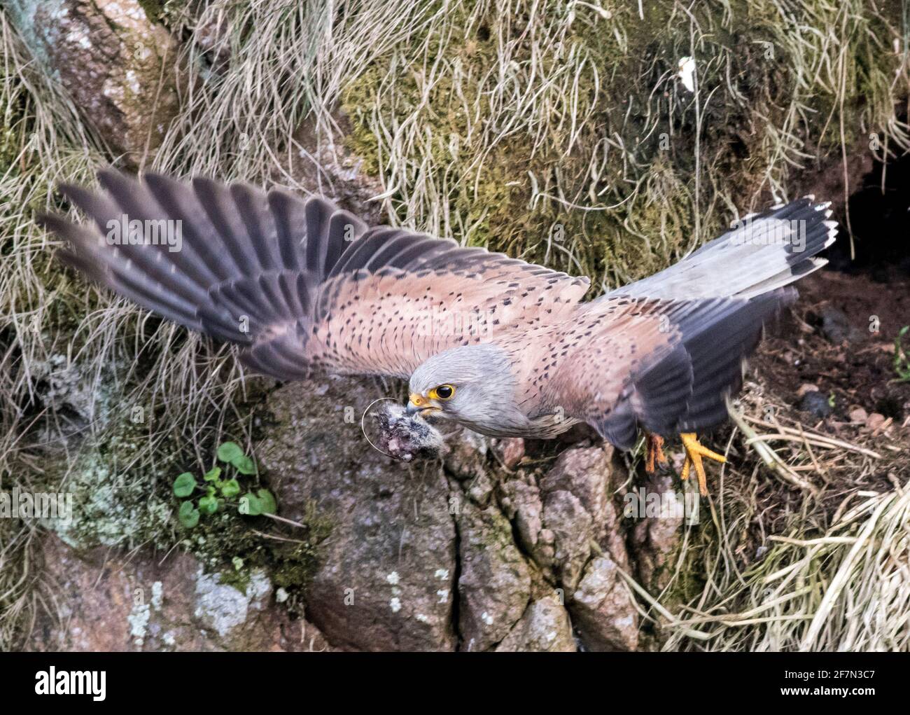Cliff - nesting Kestrels, Scotland Stock Photo - Alamy