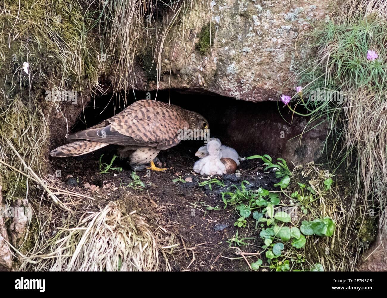 Cliff - nesting Kestrels, Scotland Stock Photo - Alamy