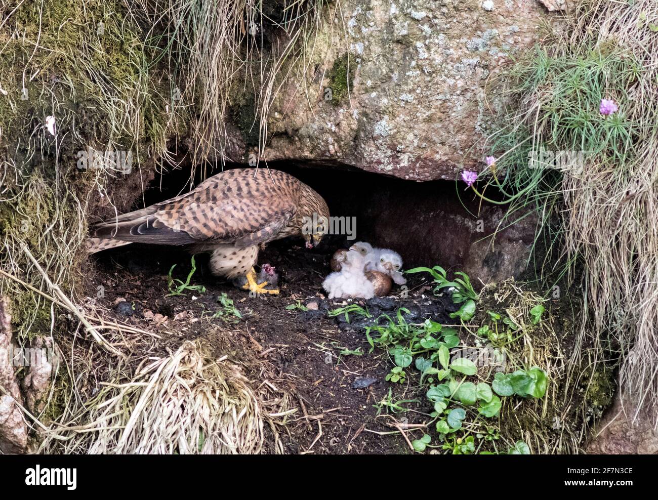 Cliff - nesting Kestrels, Scotland Stock Photo - Alamy