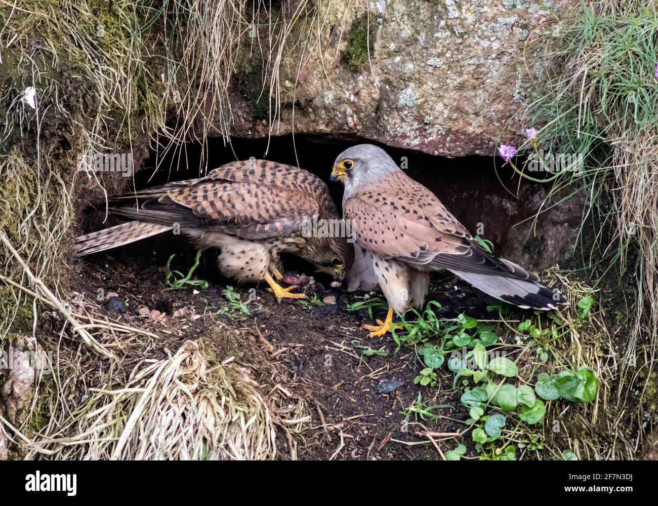 Kestrel fledging hi-res stock photography and images - Alamy