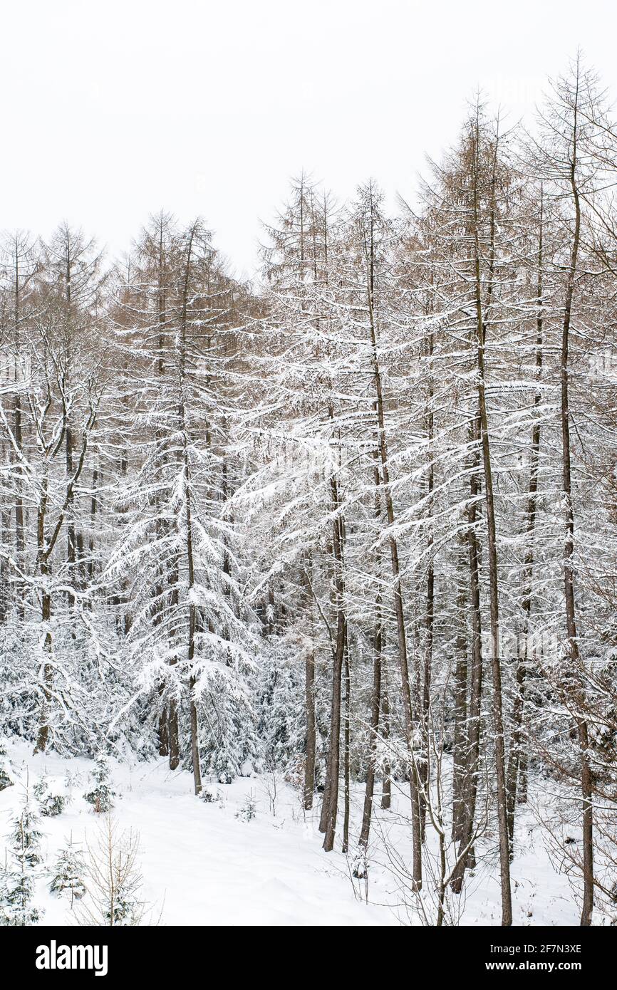 Trees in forest covered by snow in winter Stock Photo - Alamy