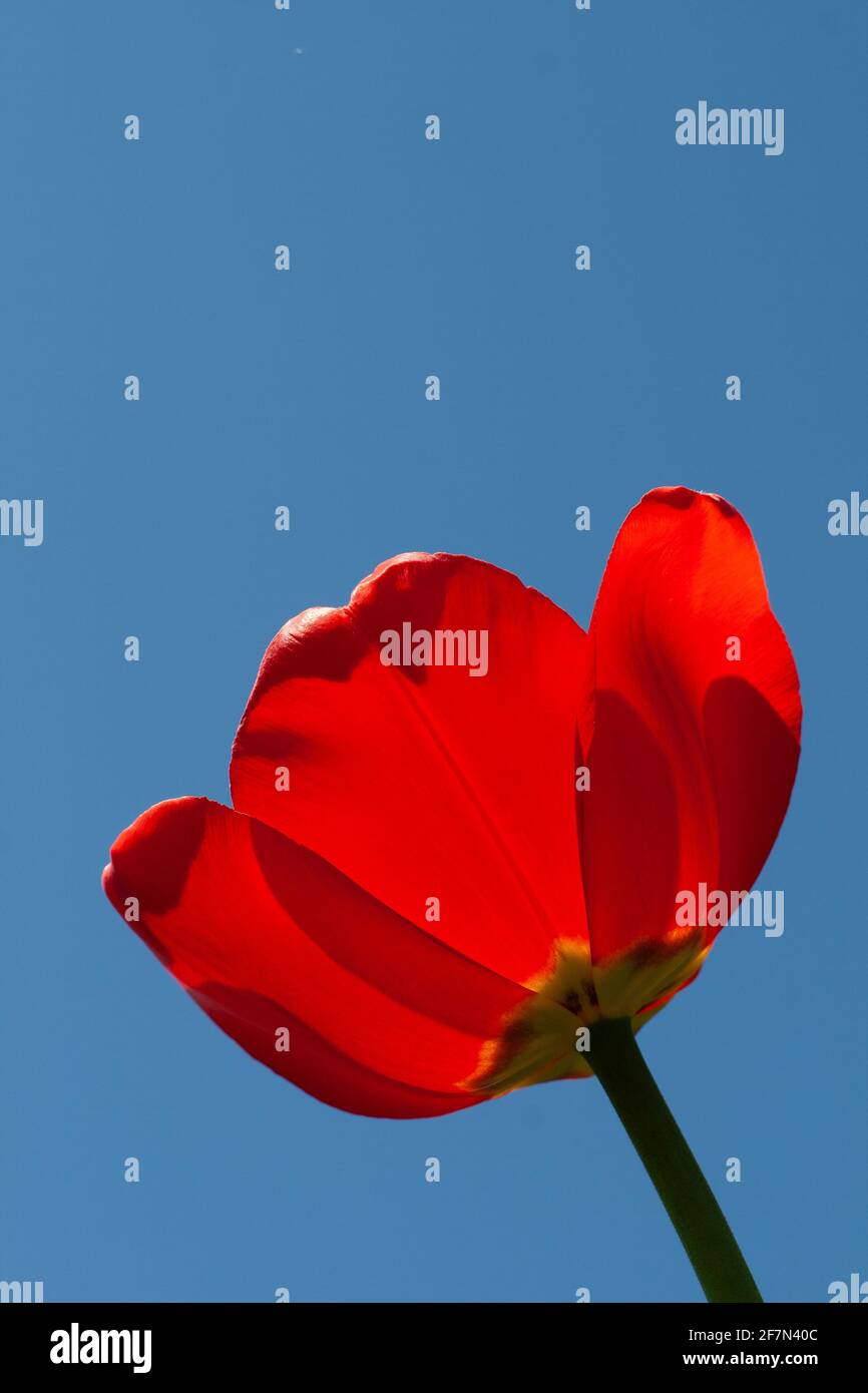 The red one Stock Photo - Alamy