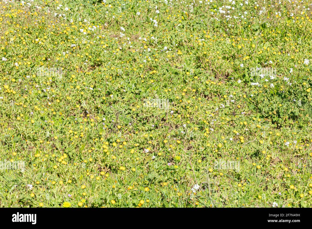 Field of wild flowers in spring Stock Photo - Alamy