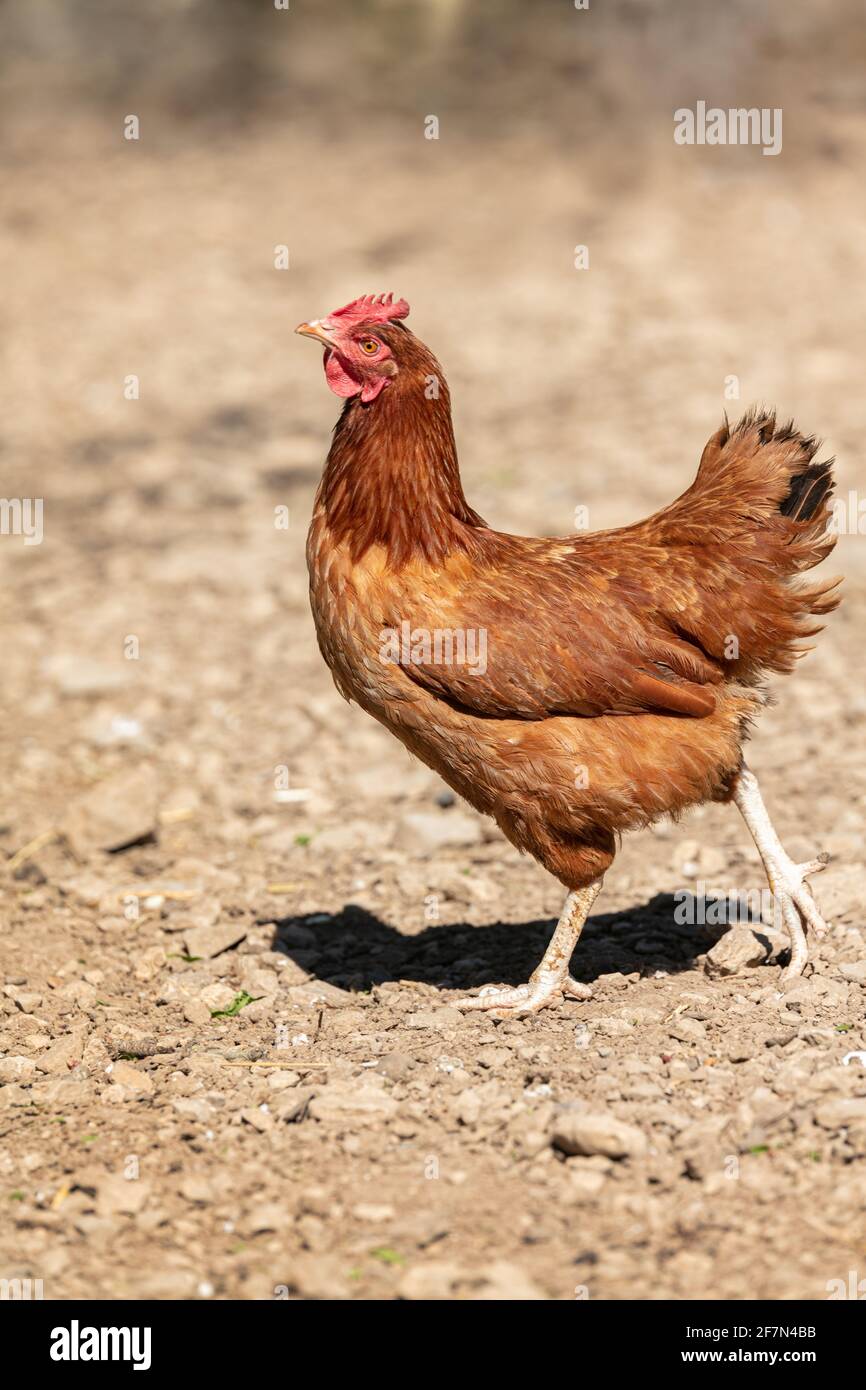 Free-range red laying hen on a dirt floor Stock Photo - Alamy