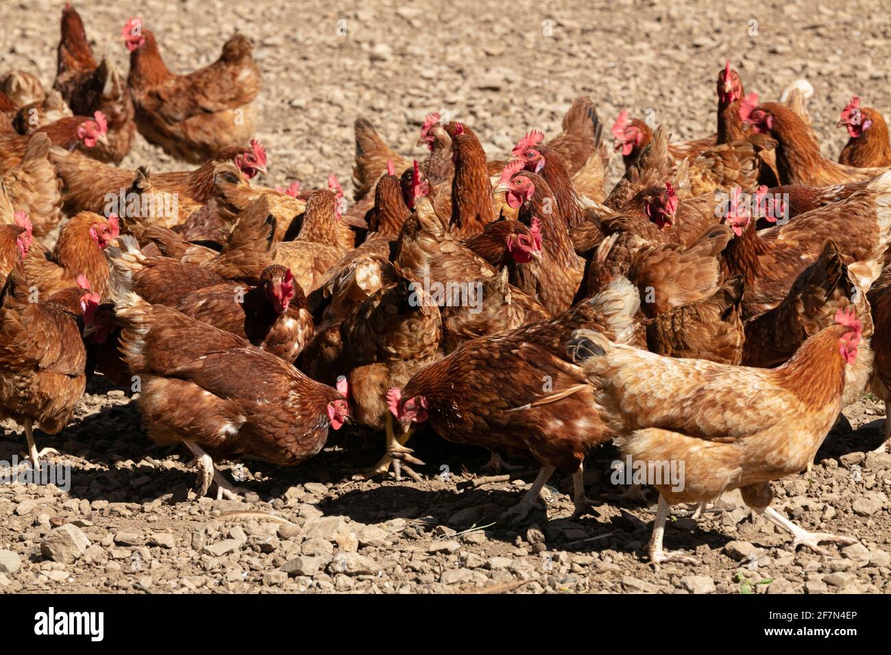 Group of free-range red laying hens on a dirt floor Stock Photo - Alamy