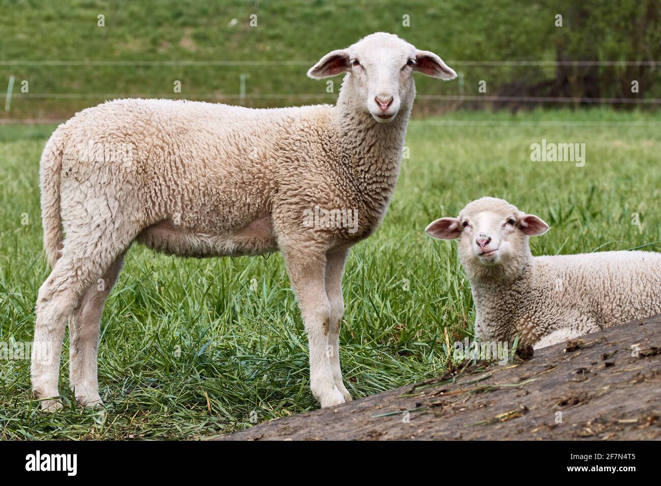 Close-up of two young lambs in green paddock looking at camera Stock ...
