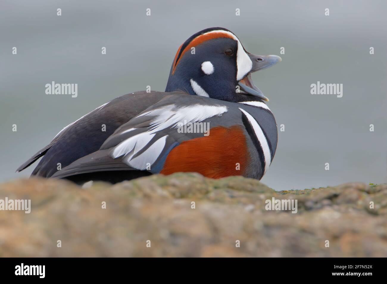 Duck beak hi-res stock photography and images - Alamy